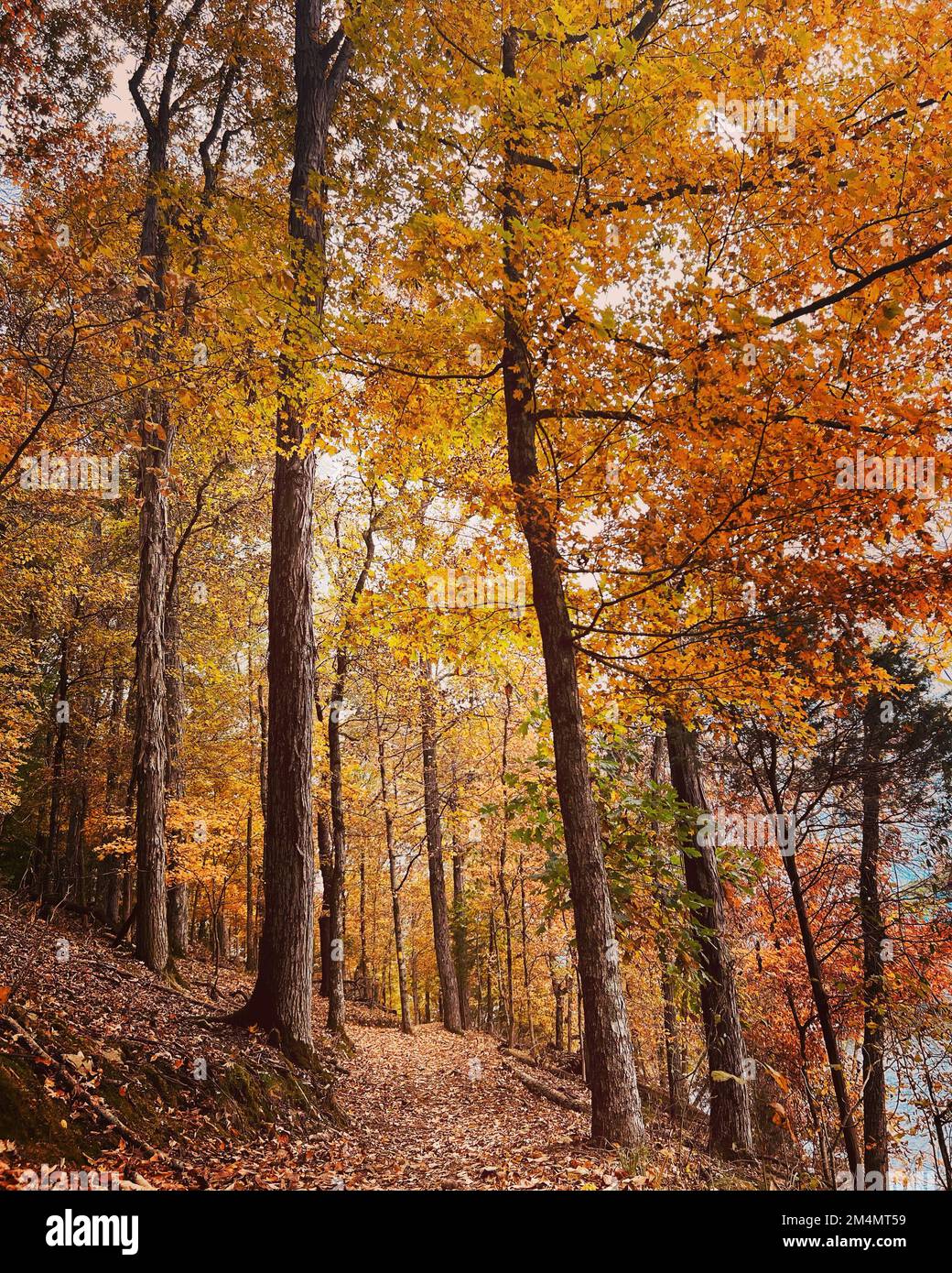 A vertical shot of tall autumn trees in a forest in Alabama Stock Photo ...