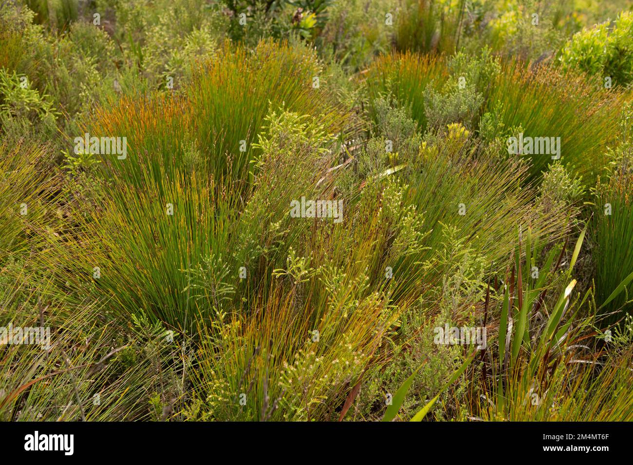 Bush shot up closely in nature Stock Photo - Alamy