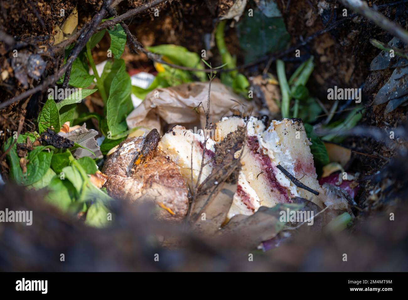 adding food waste to a compost pile. egg shell, vegetable, and fruit ...