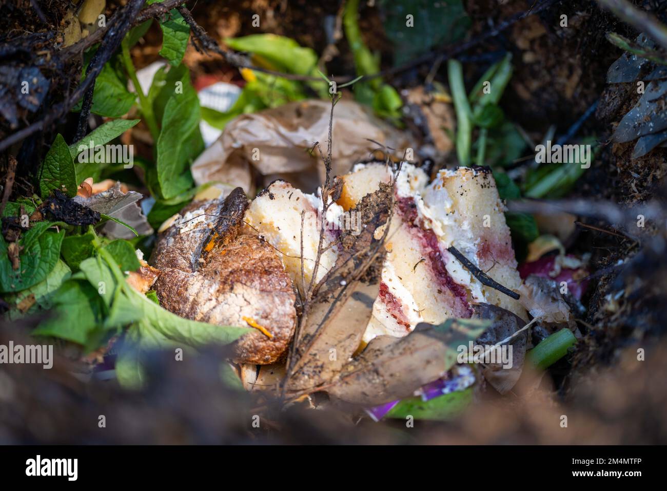 food scraps composting in a compost bin in a backyard in australia in ...