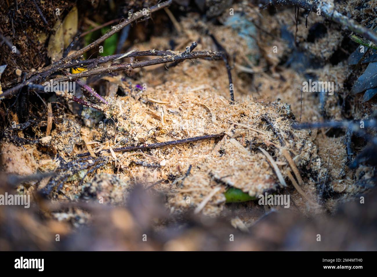 adding food waste to a compost pile. egg shell, vegetable, and fruit ...