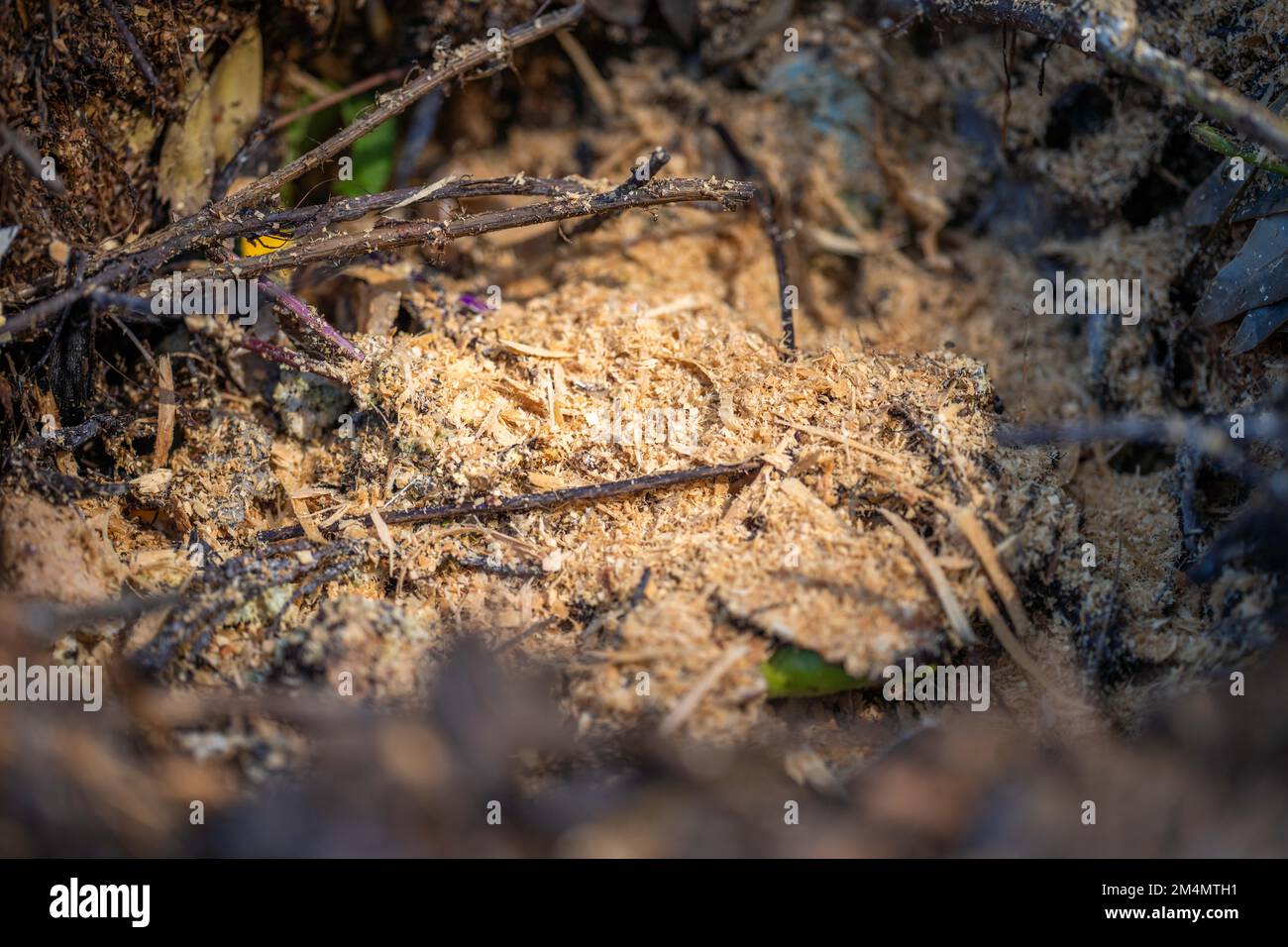 adding food waste to a compost pile. egg shell, vegetable, and fruit ...