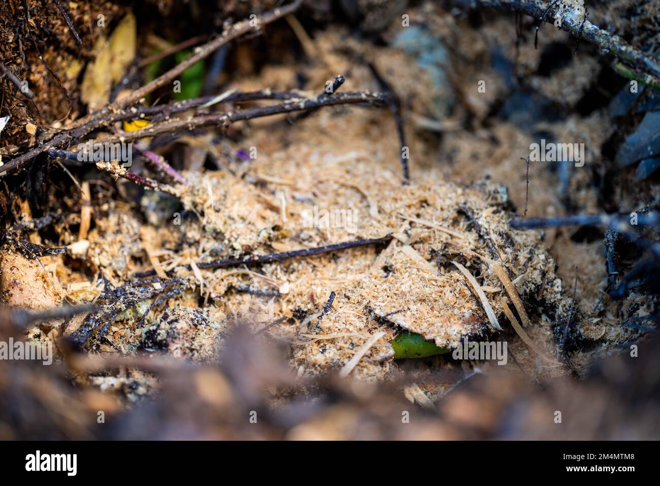 Turning a soil food web thermophilic compost pile full of ...