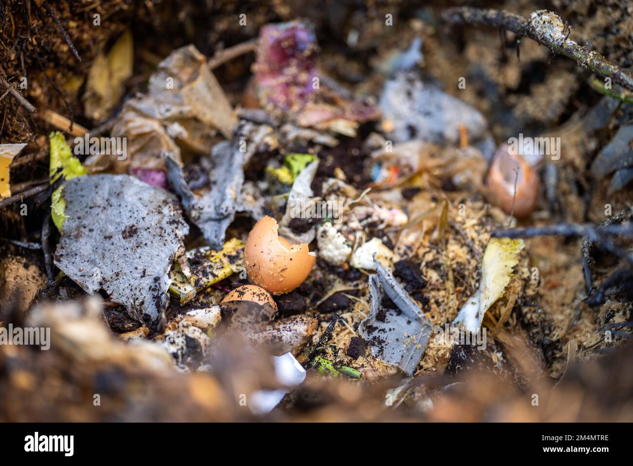 adding food waste to a compost pile. egg shell, vegetable, and fruit ...