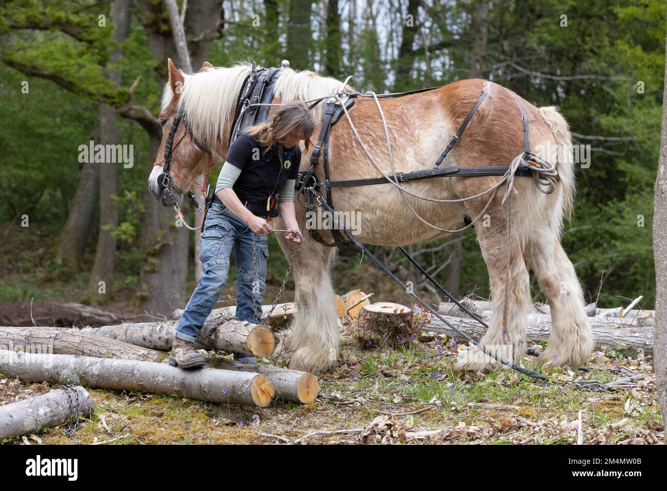 Frankie Woodgate & Tobias using a 'Timber arch' to pull partially ...