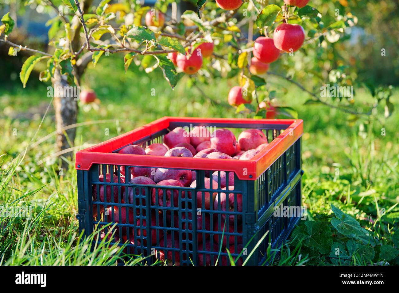 Box with harvest of ripe red organic apple trees in garden, on grass ...