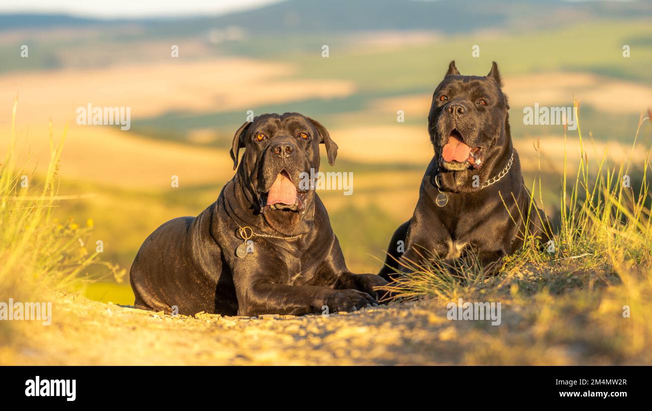 Two large black Cane Corso dogs laying on top of a grass-covered hill ...