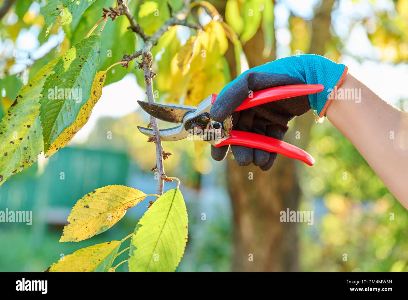 Close-up of hand with pruner cutting branch of sweet cherry tree in ...