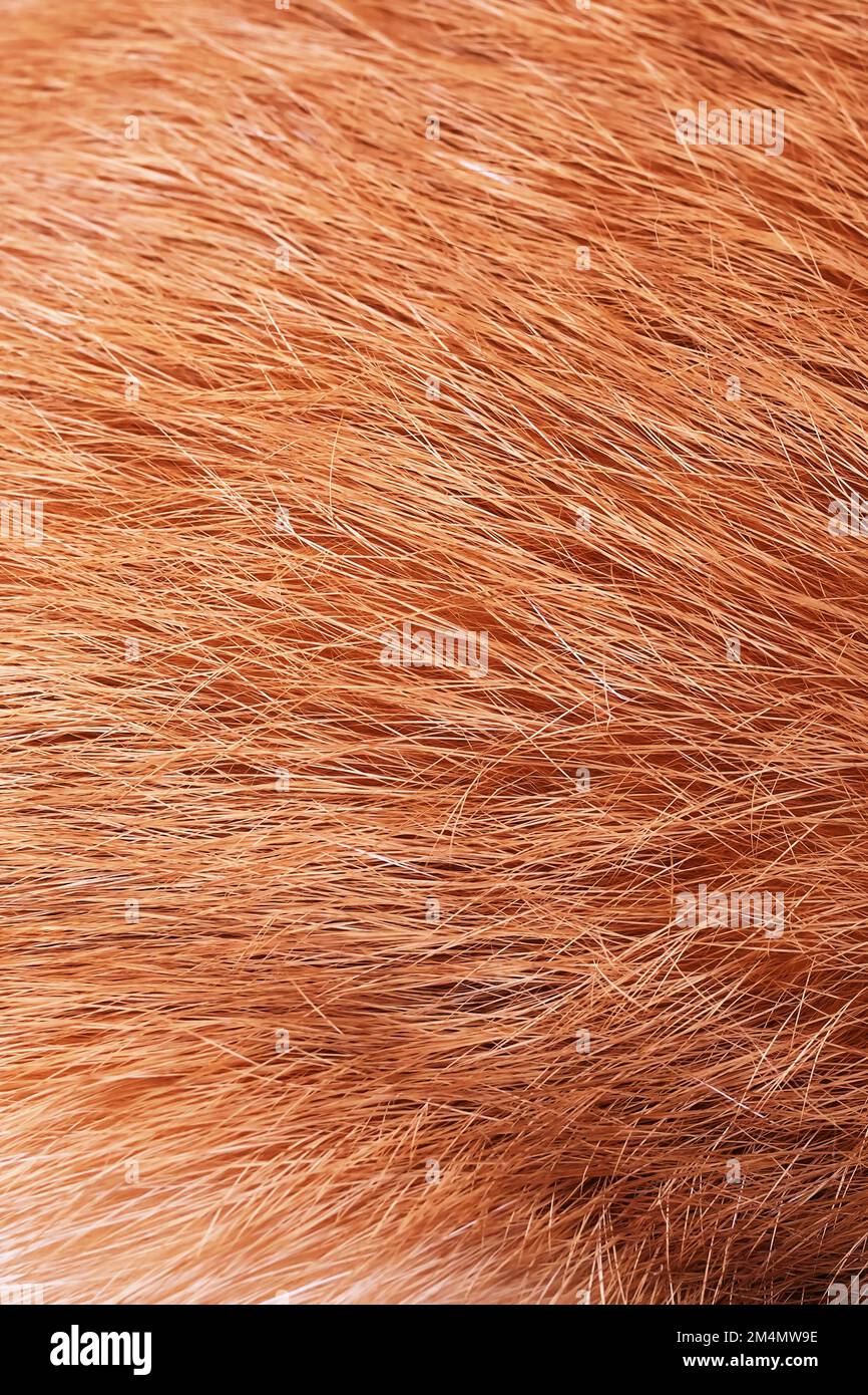Red fox hairy fur texture hi-res stock photography and images - Alamy