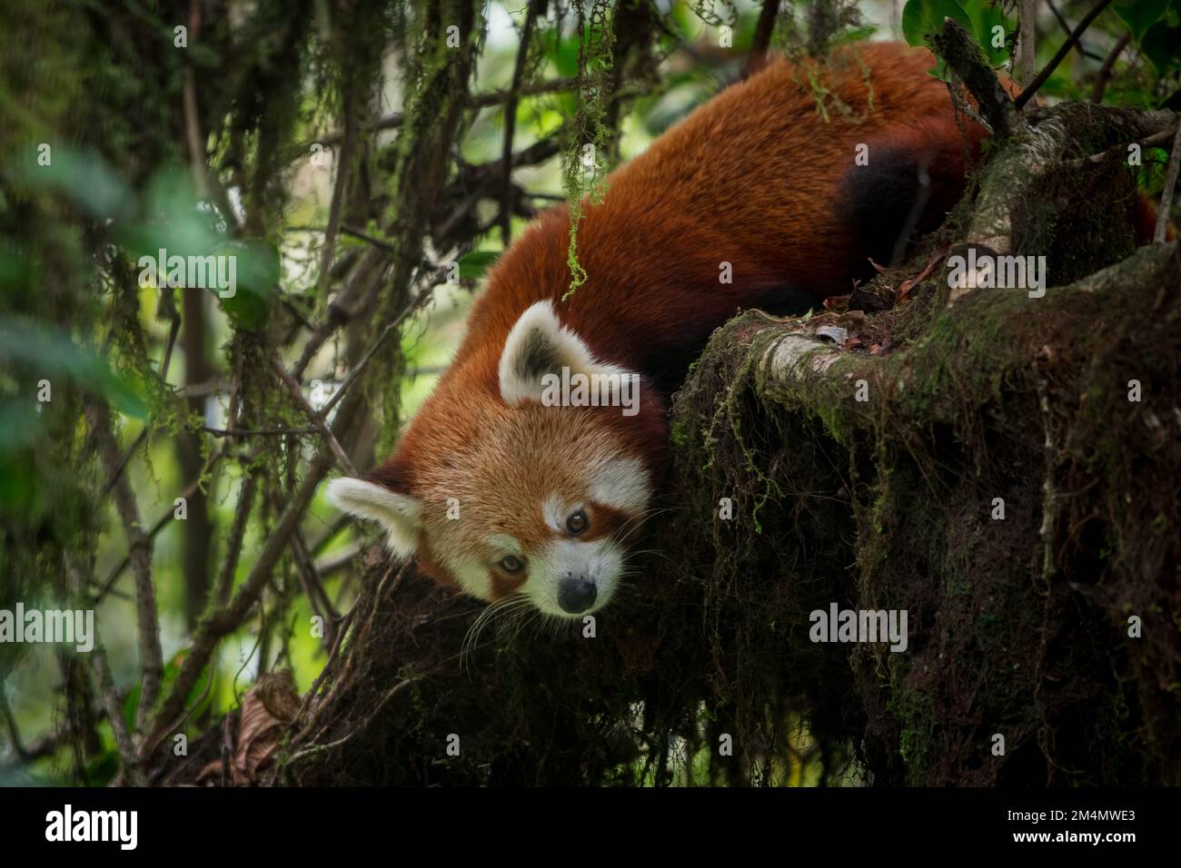 Perch oak tree hi-res stock photography and images - Alamy