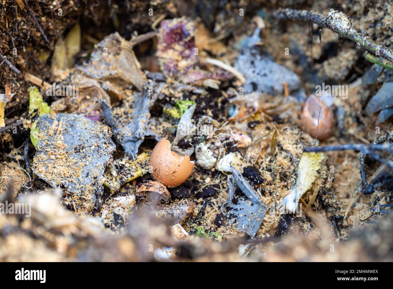 adding food waste to a compost pile. egg shell, vegetable, and fruit ...
