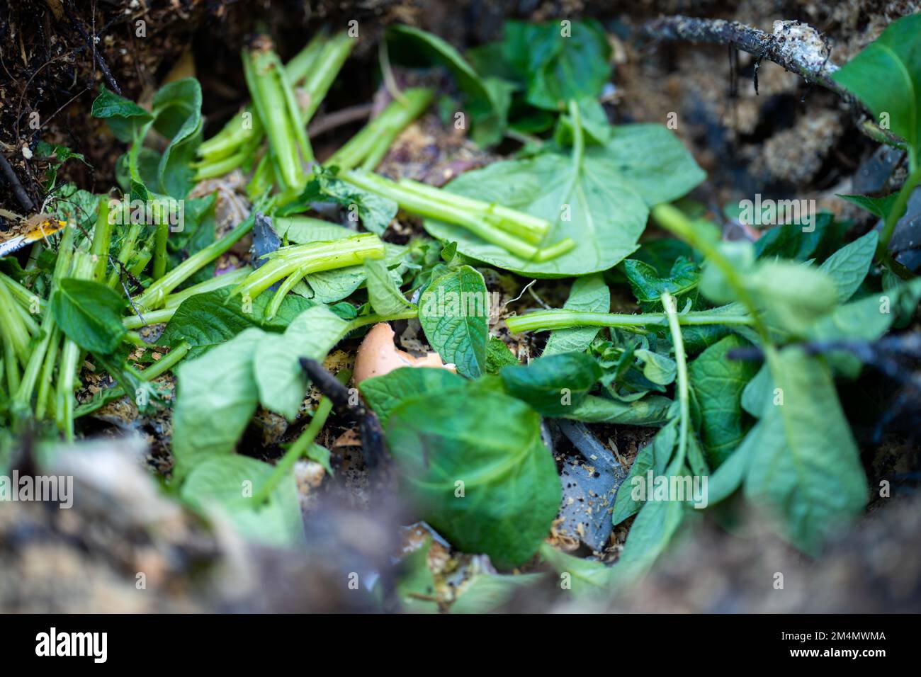adding food waste to a compost pile. egg shell, vegetable, and fruit ...