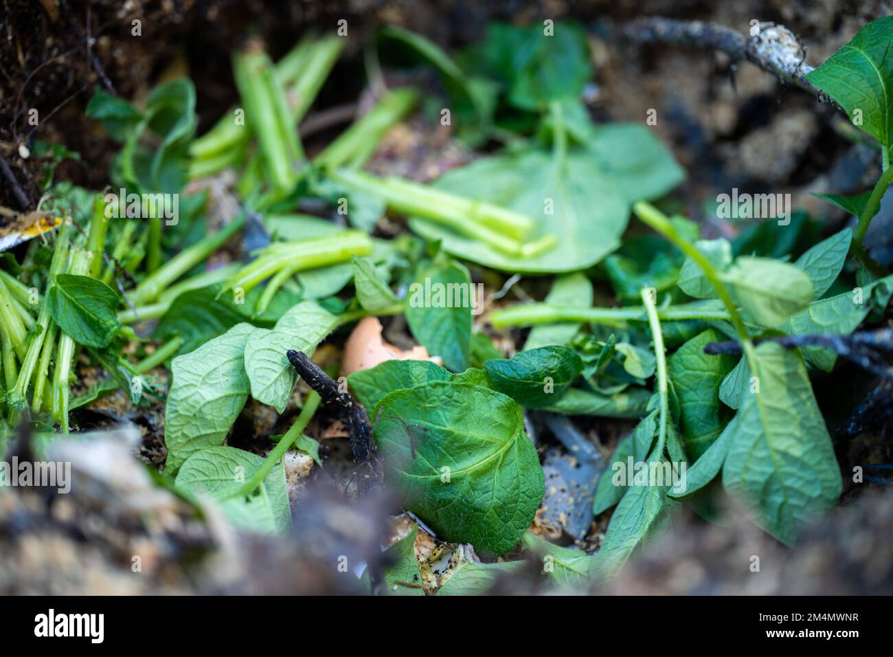 adding food waste to a compost pile. egg shell, vegetable, and fruit ...