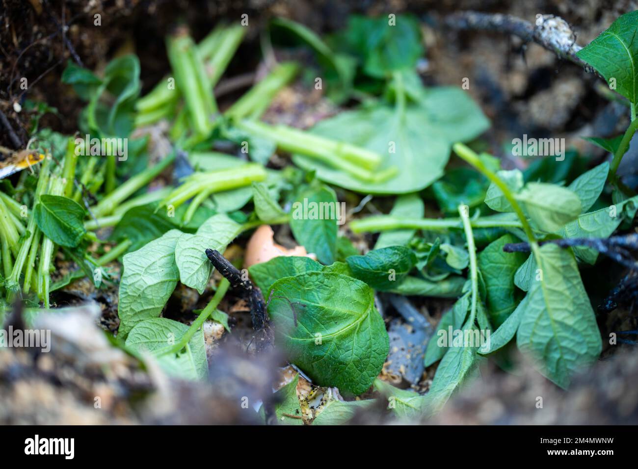 adding food waste to a compost pile. egg shell, vegetable, and fruit ...
