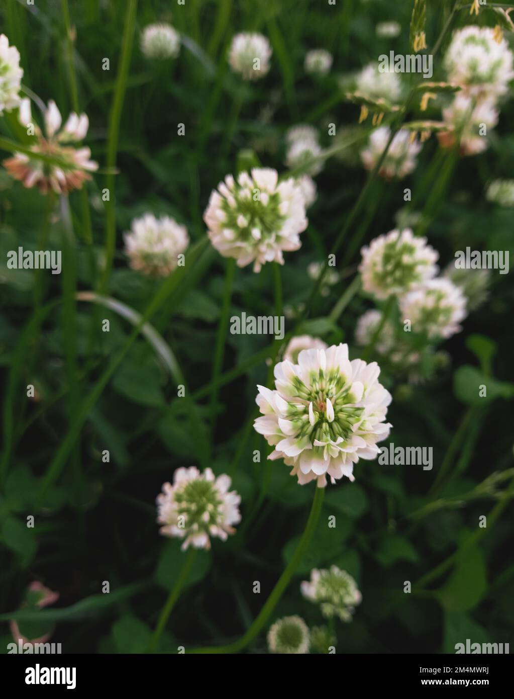 White clower in meadow. Natural green background. One single flower of ...
