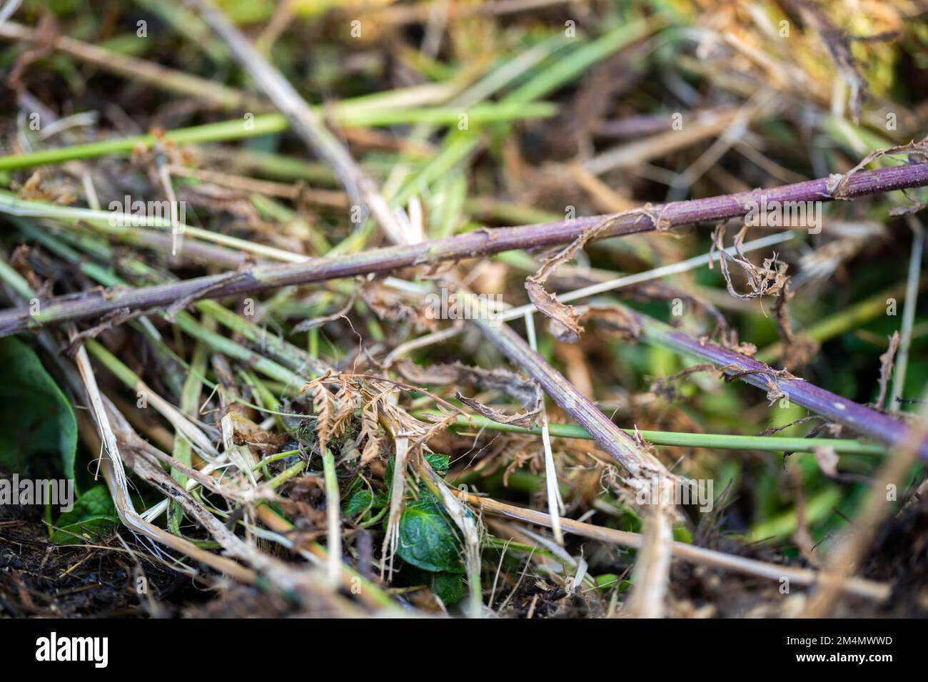 Turning a soil food web thermophilic compost pile full of ...
