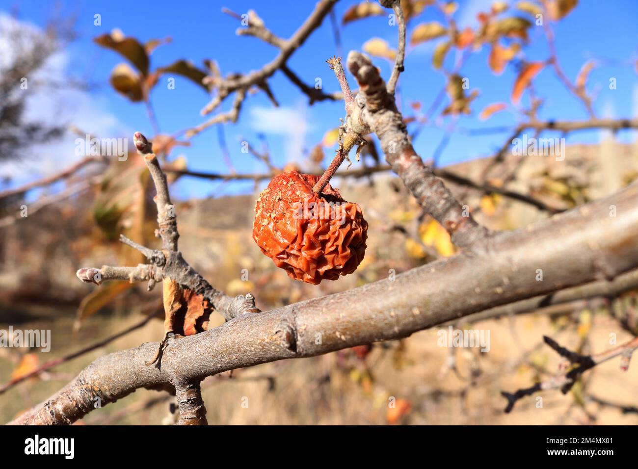 Old rotten apple hanging on a branch Stock Photo - Alamy