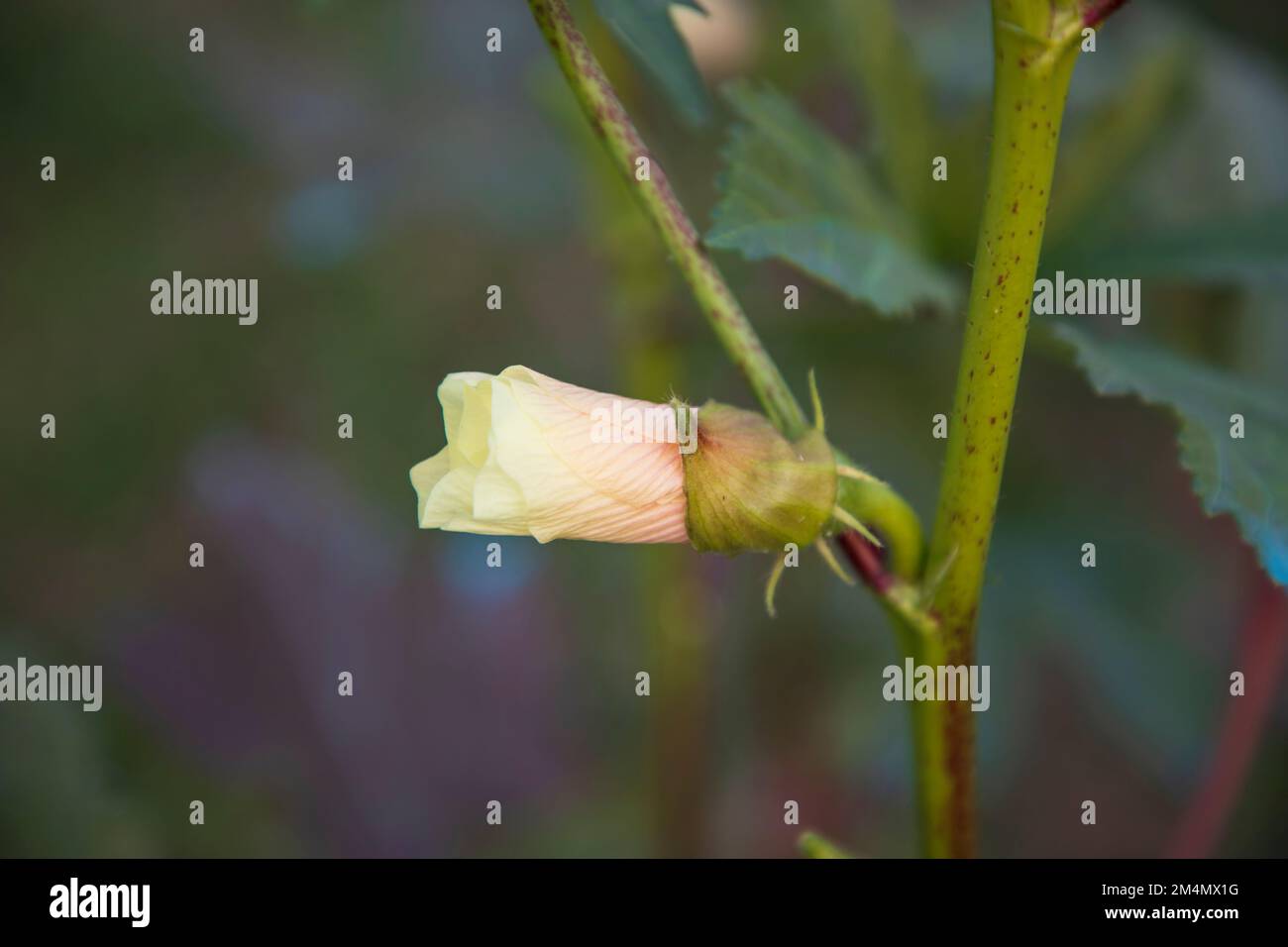 Beautiful ladies finger flower bud with blurry background Stock Photo ...