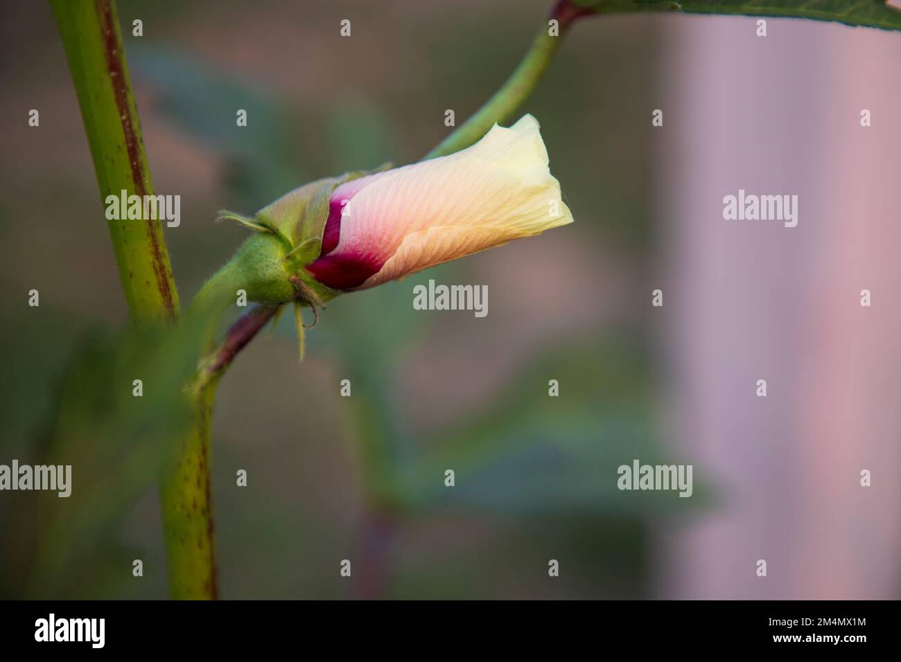 Beautiful ladies finger flower bud with blurry background Stock Photo ...