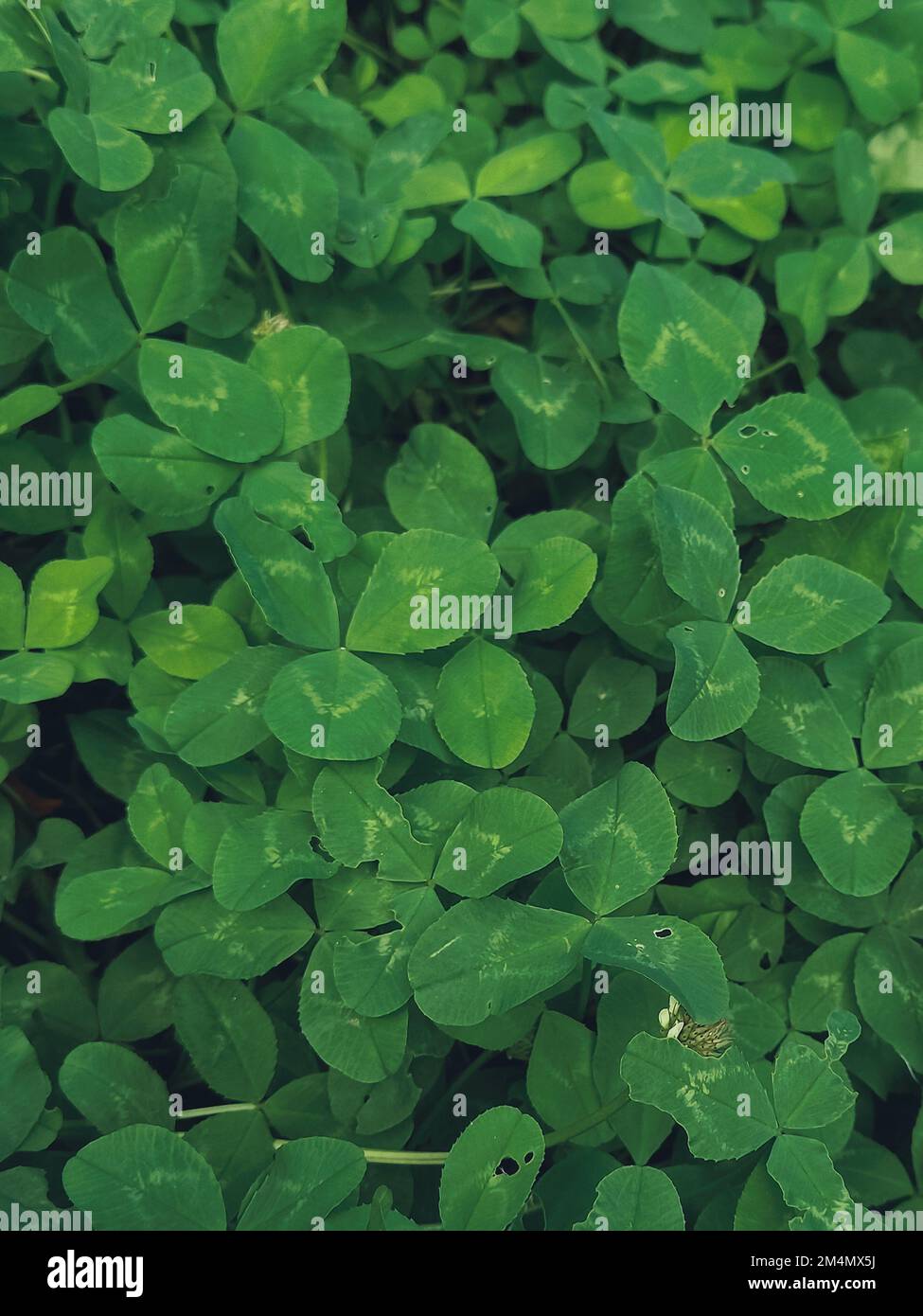 Clover leaves on a summer meadow. Background from plant clover four ...