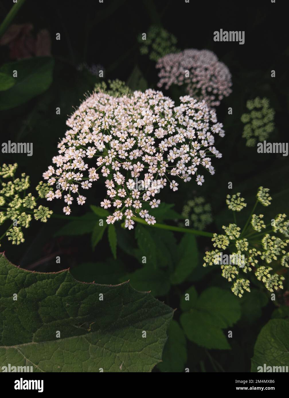 Green Hemlock flowers and leaves nature background. Nature hemlock ...
