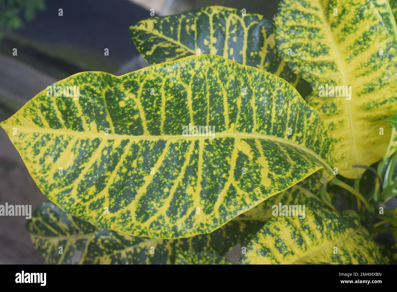A closeup of Codiaeum variegatum, fire croton, garden croton Stock ...