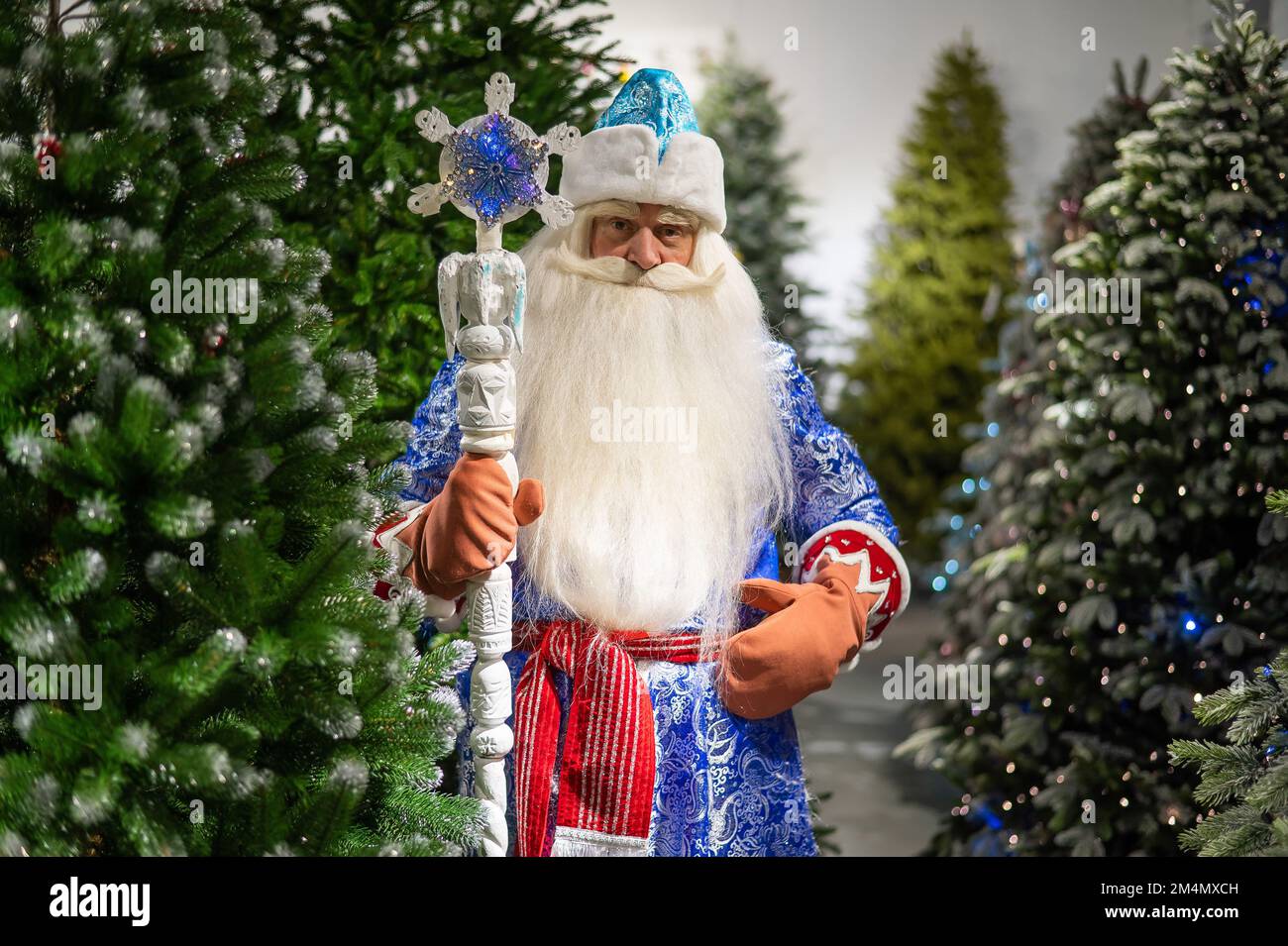 Russian santa claus buys a christmas tree in the store Stock Photo - Alamy