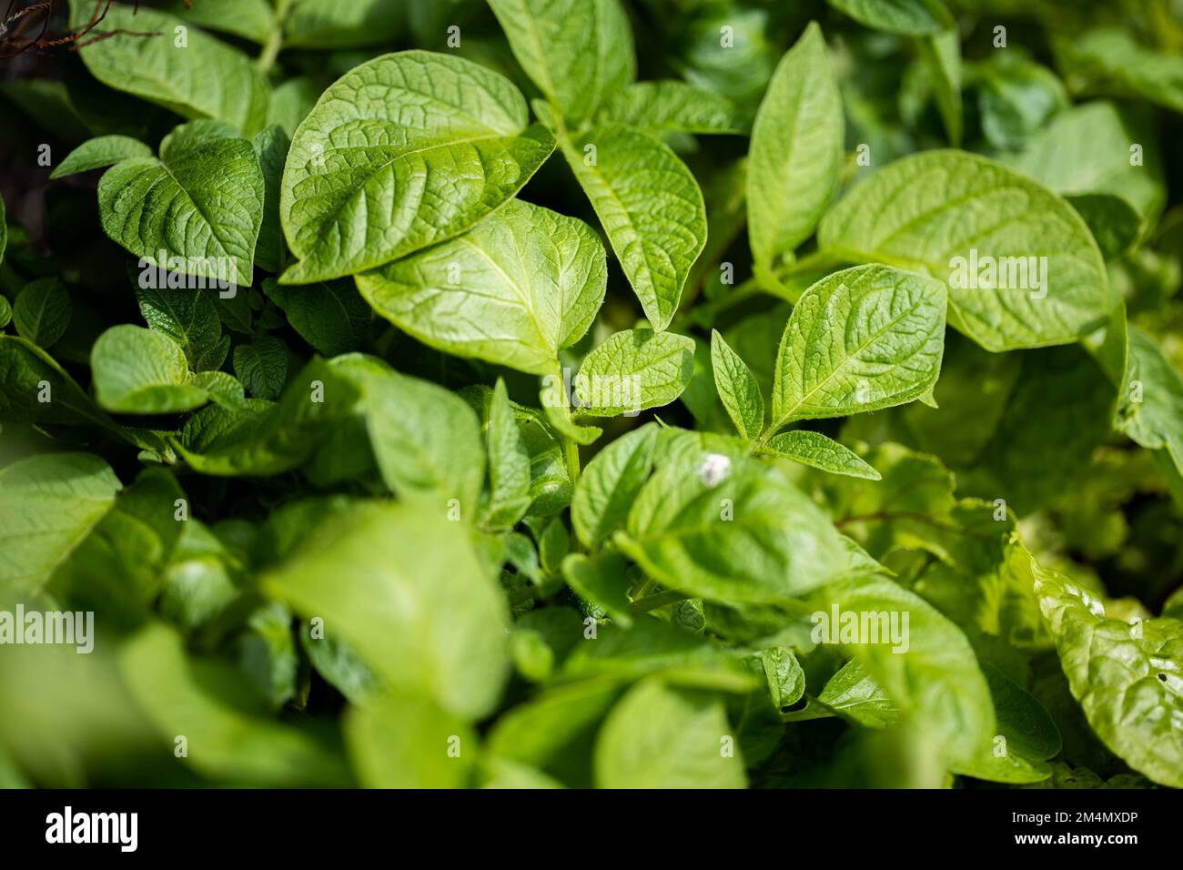 potatoes growing in a vegetable garden in australia in spring Stock ...