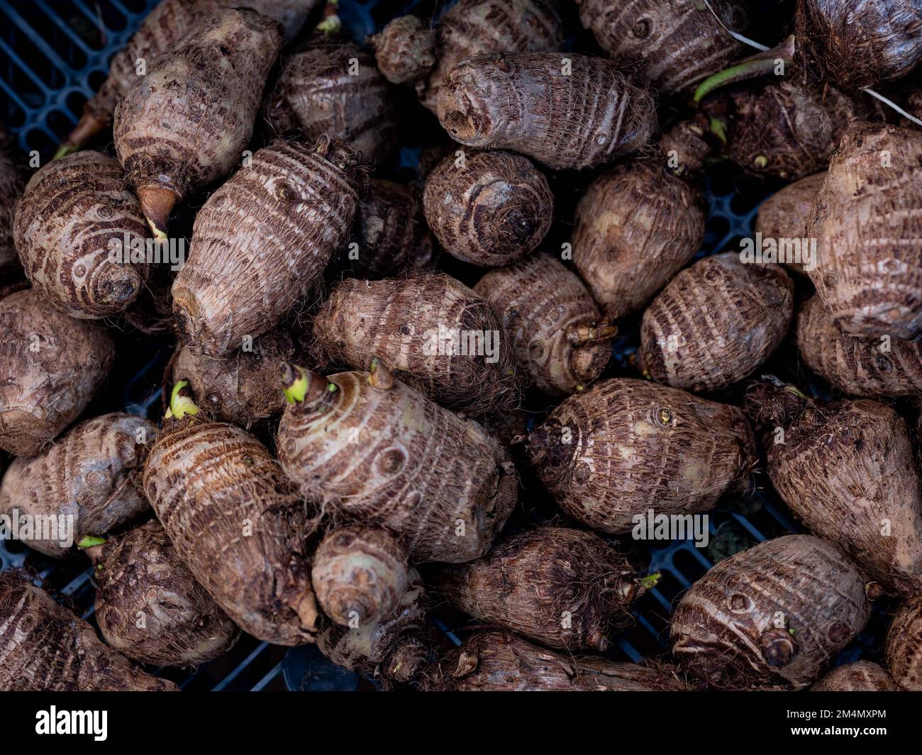 Vibrant South Asian flavours and fresh, organic South Asian vegetables ...