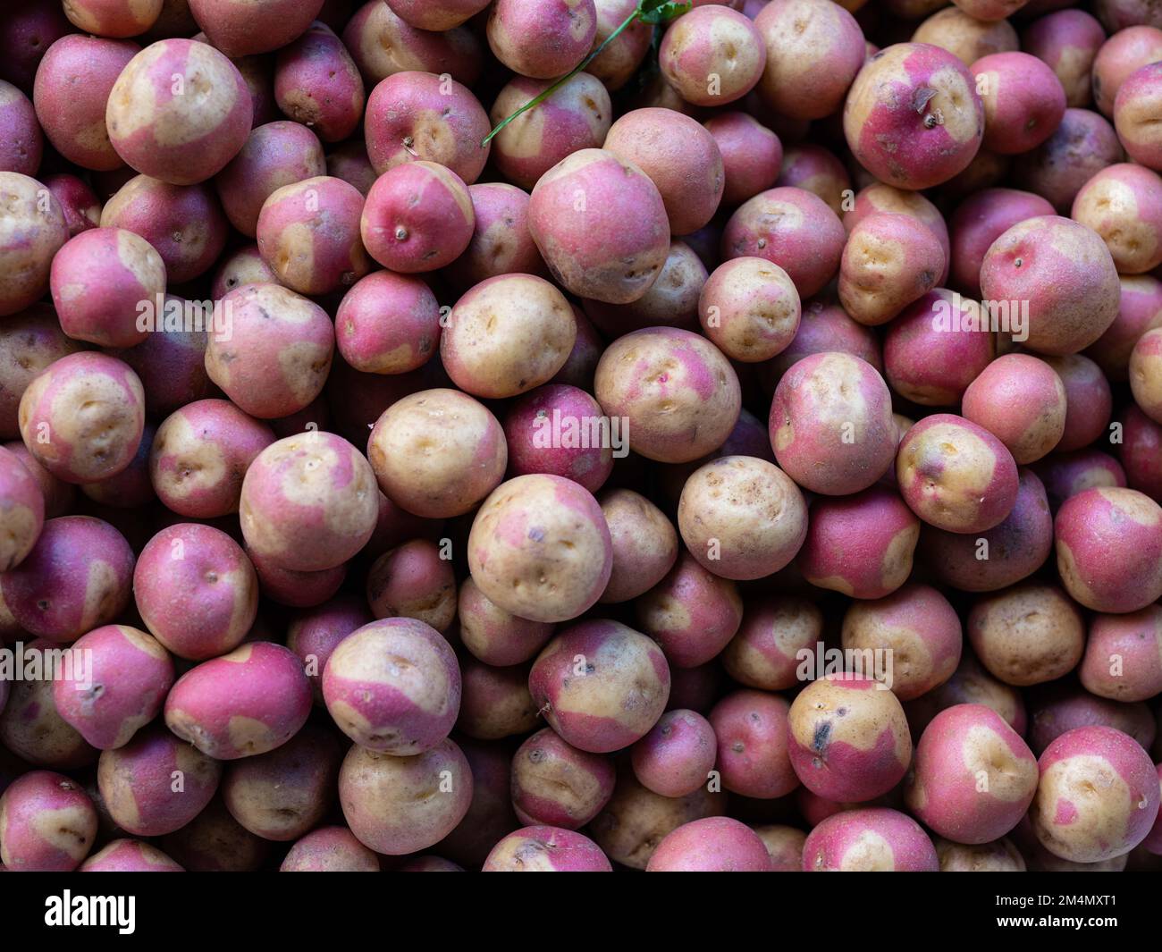 Vibrant South Asian flavours and fresh, organic South Asian vegetables ...