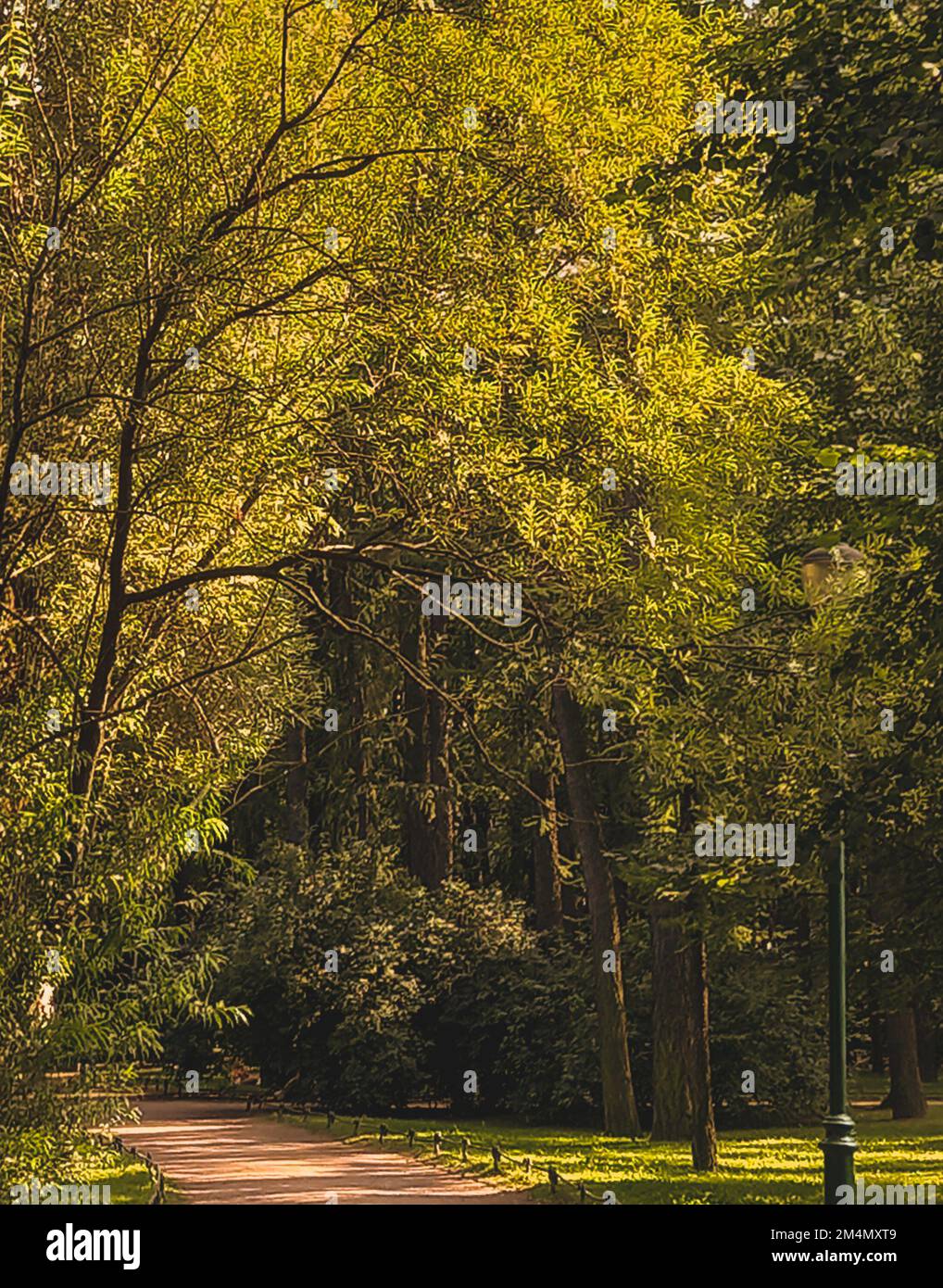 Trees and park path at the public park. Green city park with trees ...