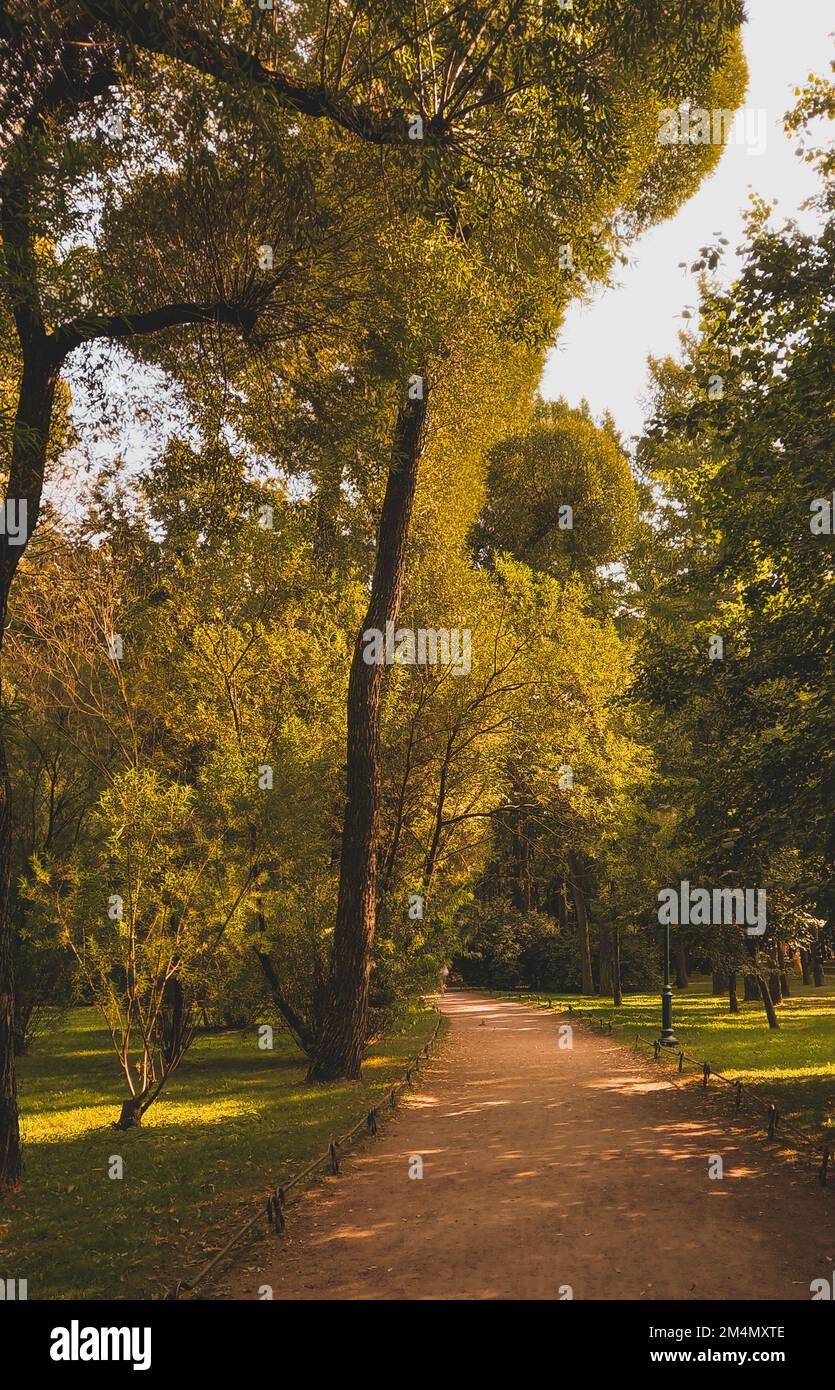 Trees and park path at the public park. Green city park with trees ...