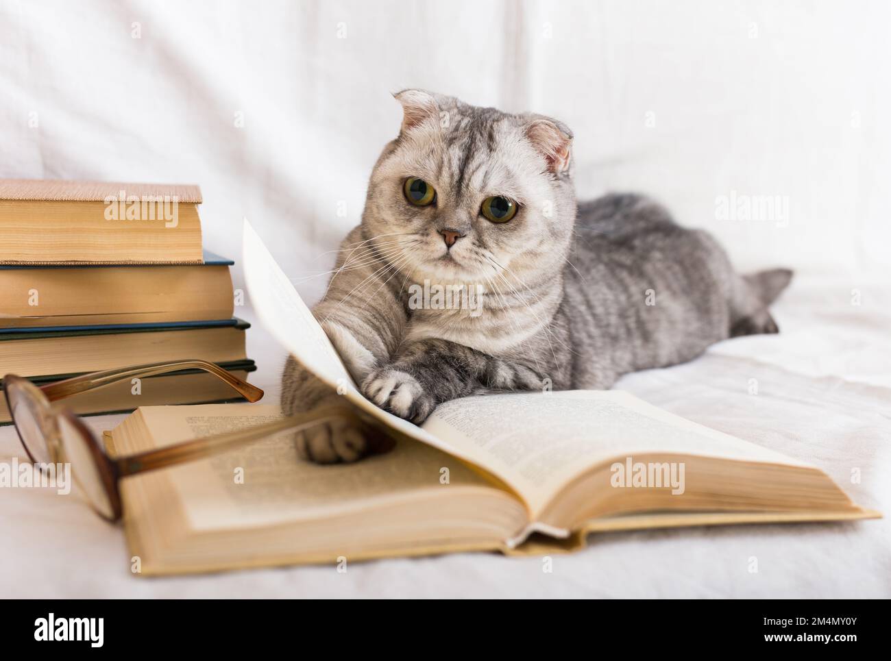 Curious scottish fold cat resting near stack of books Stock Photo - Alamy