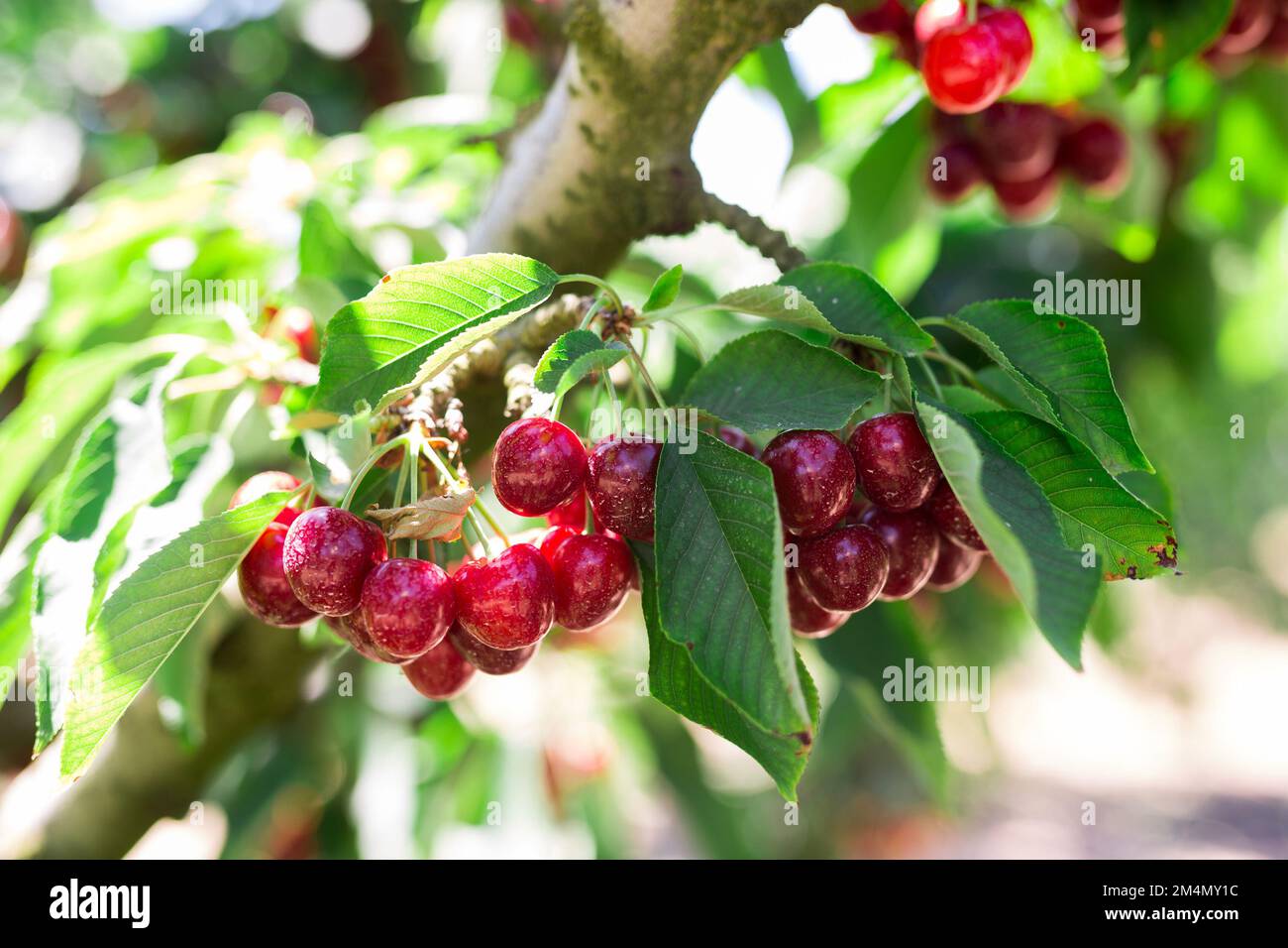 ripe cherries on tree branches in cherry orchard Stock Photo - Alamy