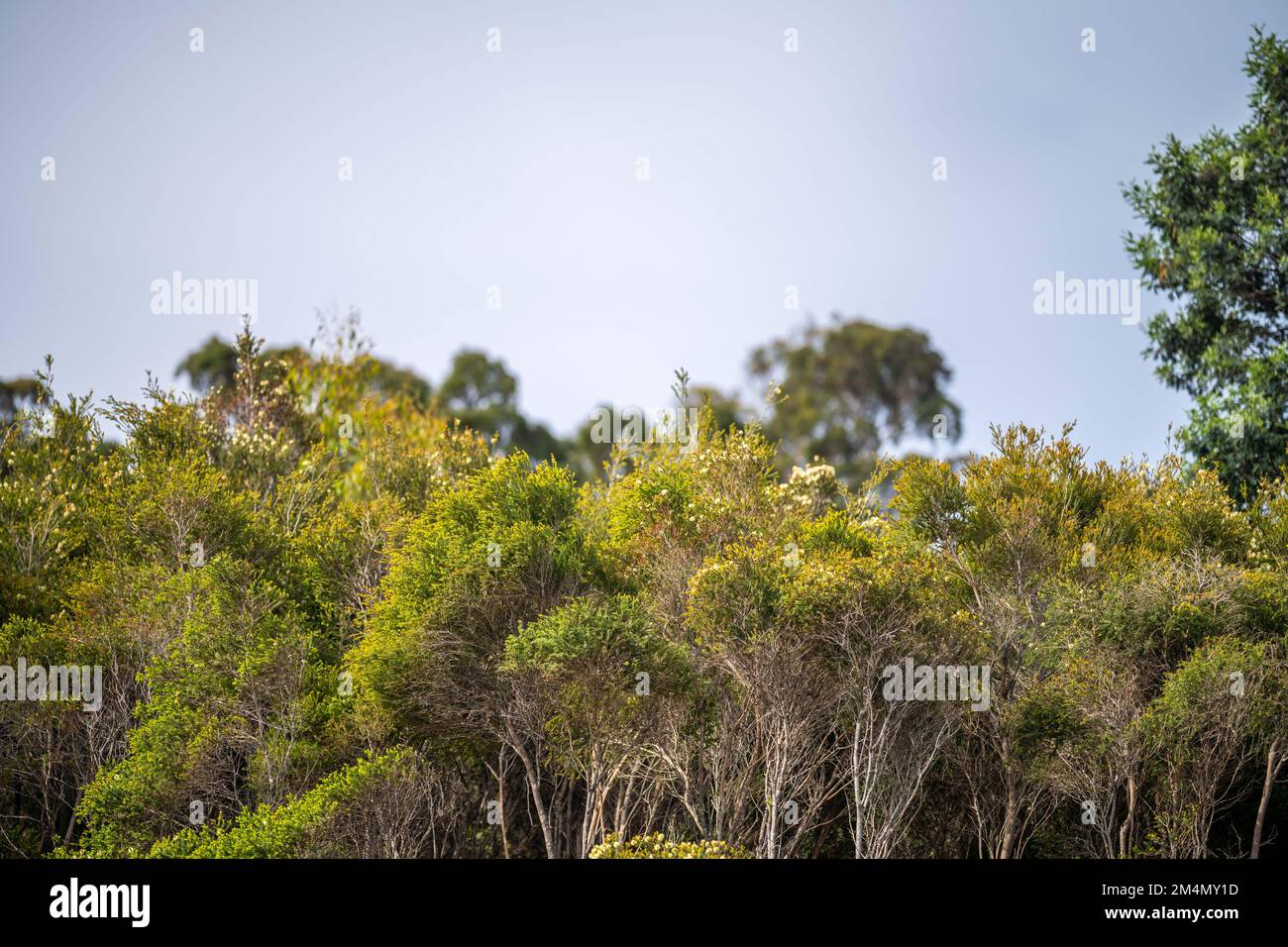 gumtree growing in a the bush in australia in spring Stock Photo - Alamy