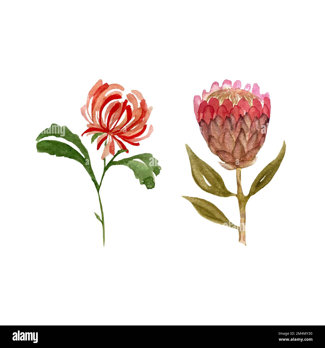 Protea leaf Cut Out Stock Images & Pictures - Alamy