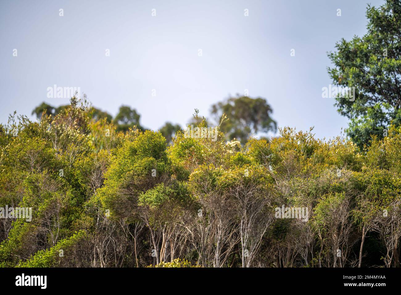 gumtree growing in a the bush in australia in spring Stock Photo - Alamy