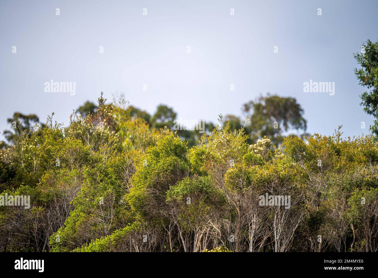 gumtree growing in a the bush in australia in spring Stock Photo - Alamy