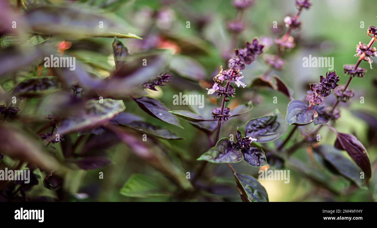Flower Basil, great basil, Saint-Joseph's wort purple bush in the ...
