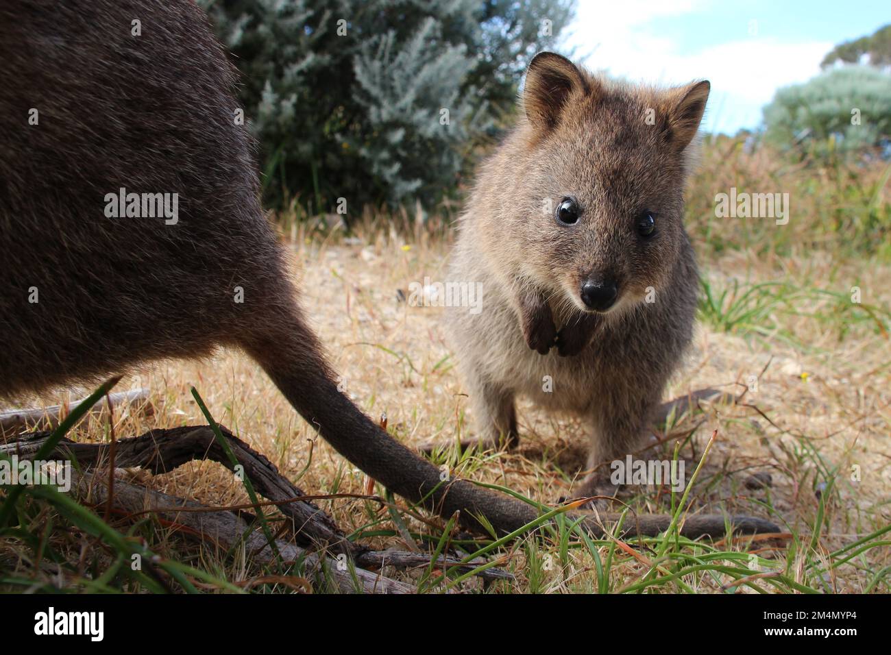 quokkas at rottnest island in australia Stock Photo - Alamy