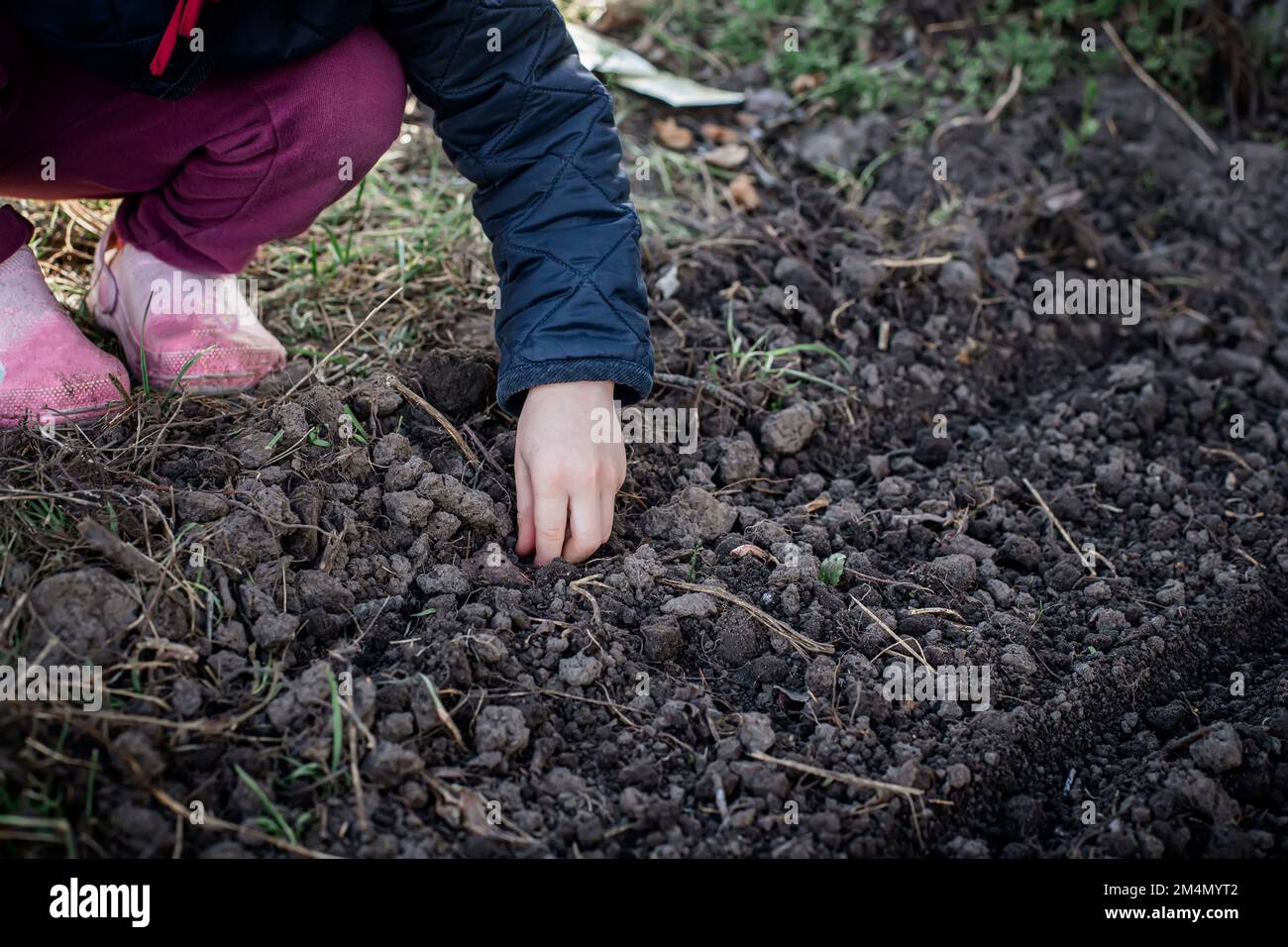 A bed of bean seeds. Growing vegetables in the spring on a farm plot ...