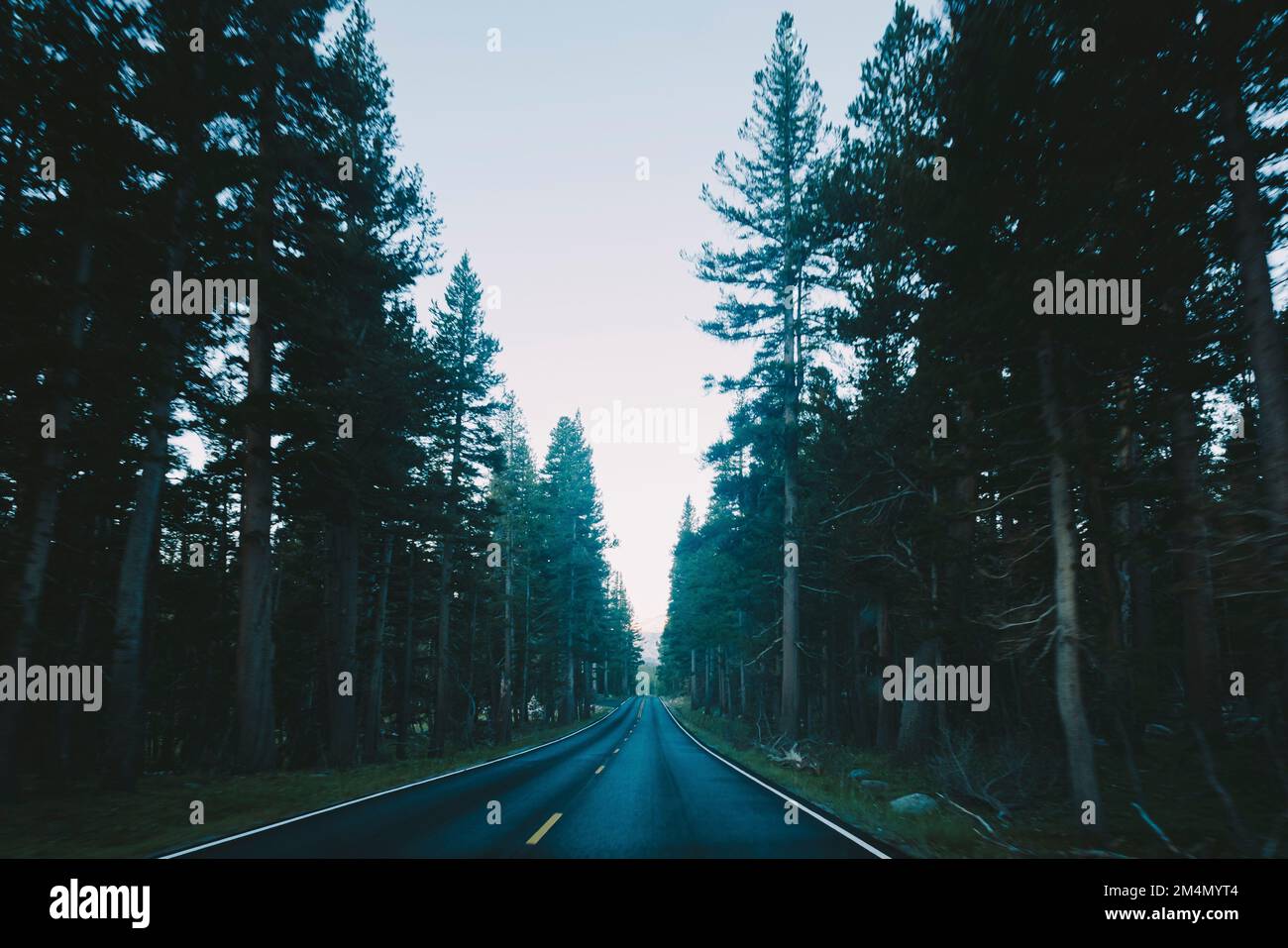 A wet highway surrounded by tall evergreen trees and the clear sky ...