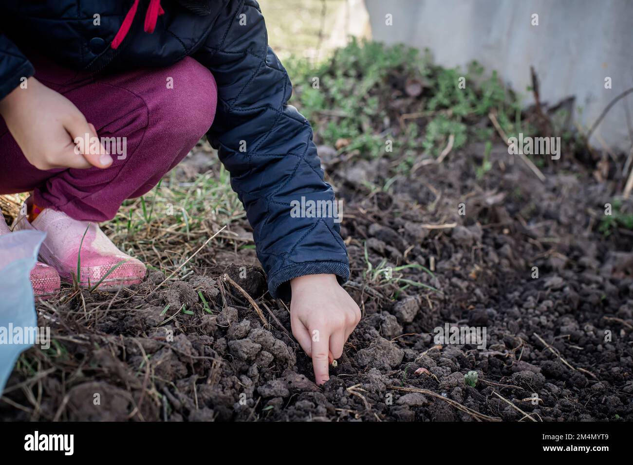 The little fingers of the farmer's baby push pea seeds into the ground ...