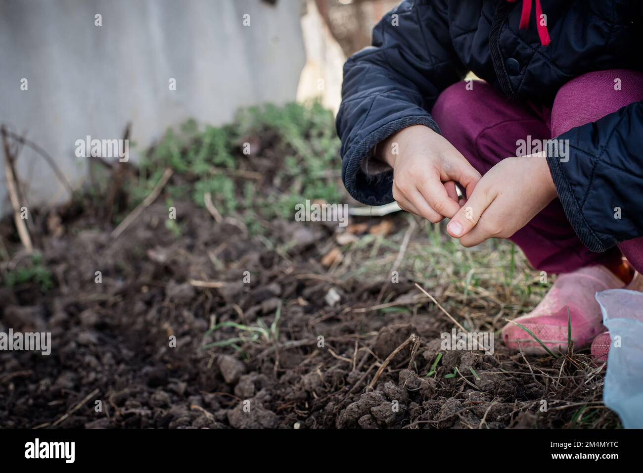 Hands of child growing plant seeds of bean in garden bed. Sowing seeds ...