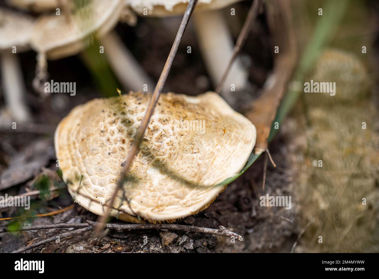 mushrooms in a forest. fungi in the bush in australia Stock Photo - Alamy