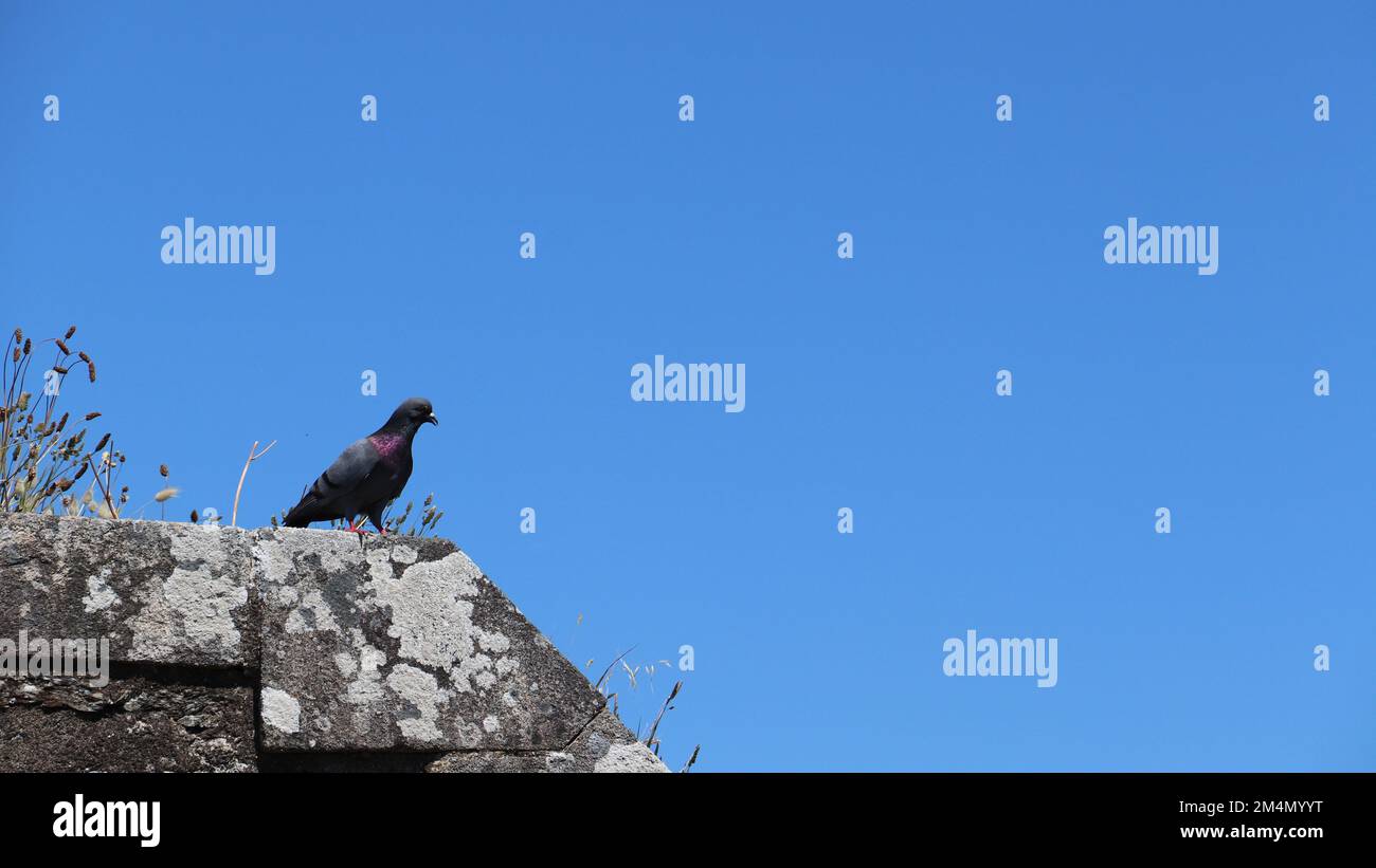 A bird perched on the stone Stock Photo - Alamy