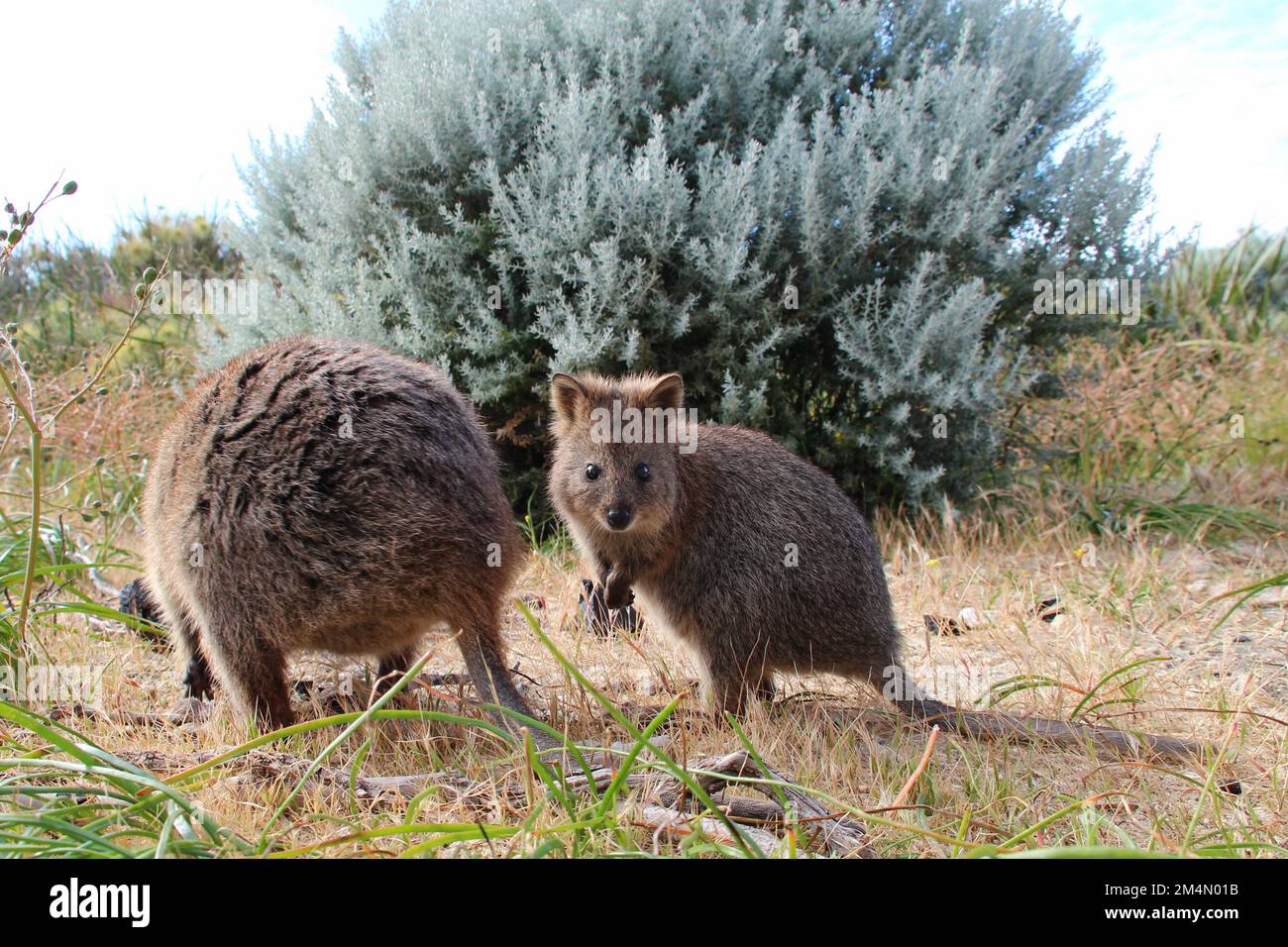 quokkas at rottnest island in australia Stock Photo - Alamy
