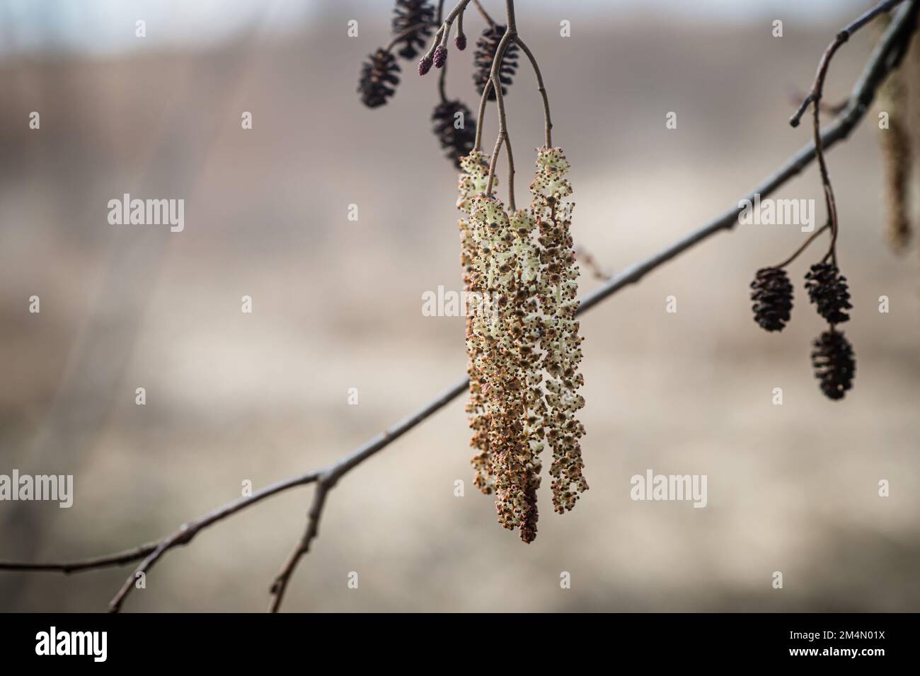 branch of alder, catkins and cones and cones. Branch of Alnus glutinosa ...