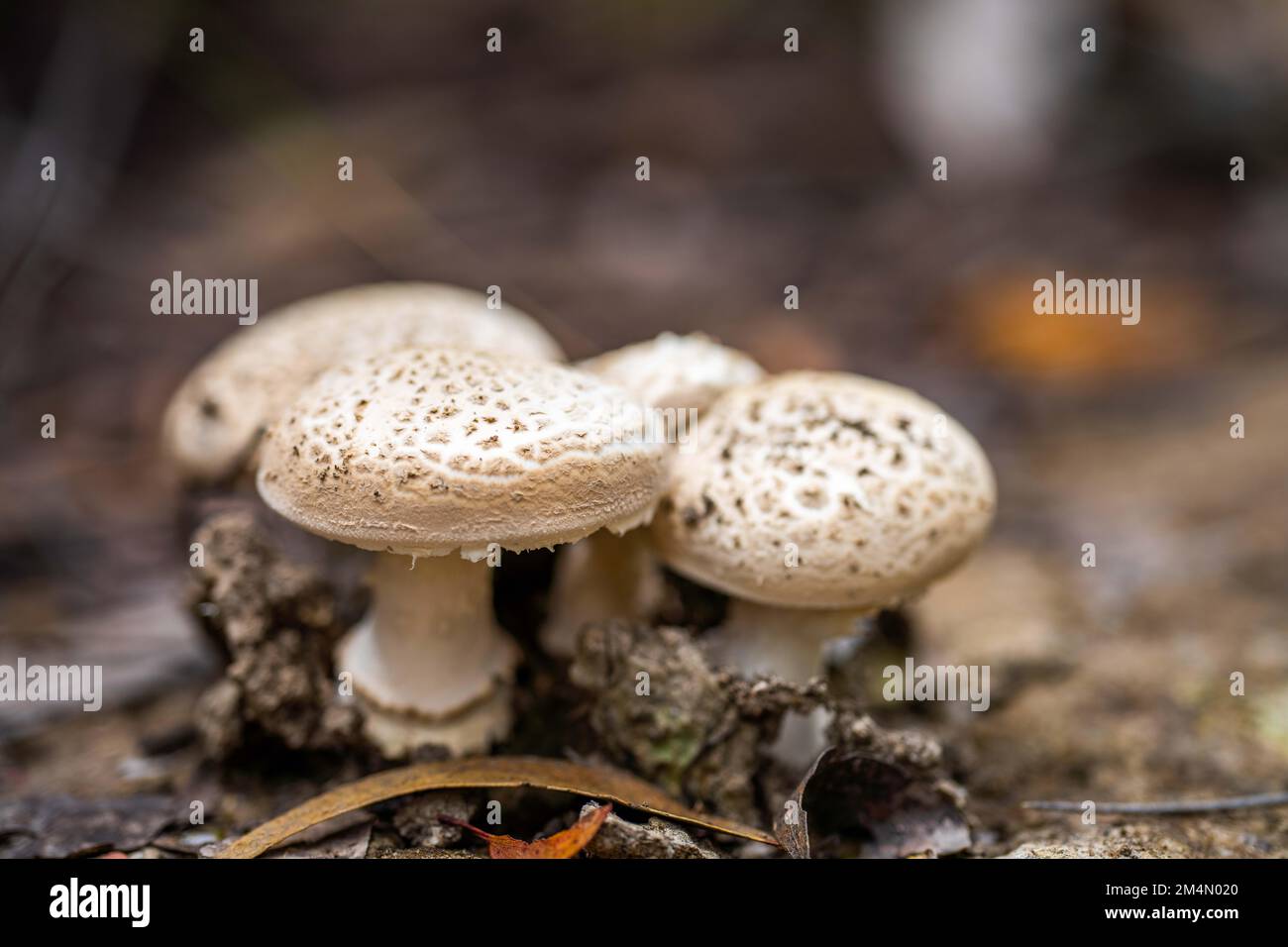 fungi growing in nature. mushroom fruiting body in america Stock Photo ...