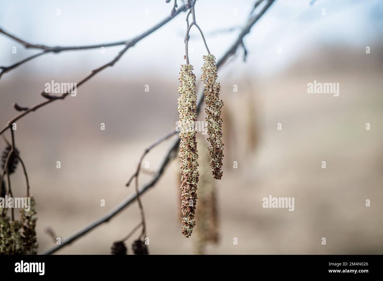 branch of alder, catkins and cones and cones. Branch of Alnus glutinosa ...
